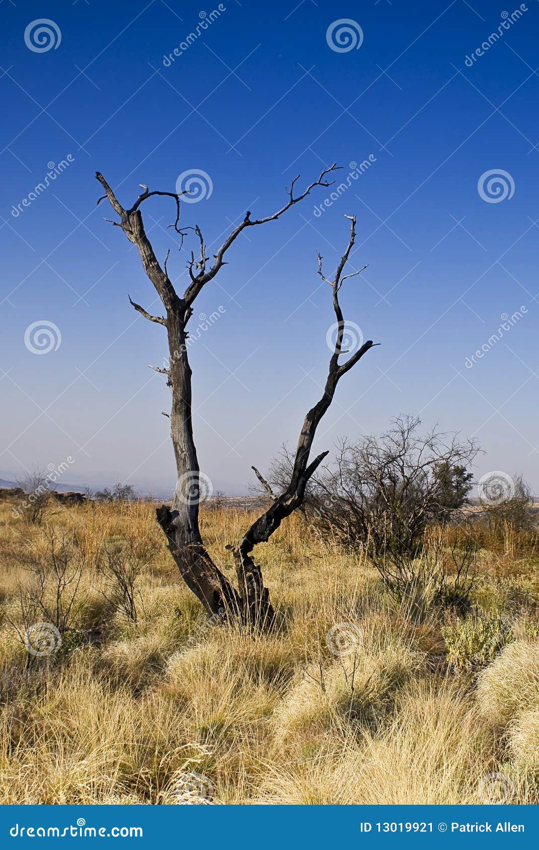 Árbol muerto en Bushveld imagen de archivo. Imagen de sabana - 13019921