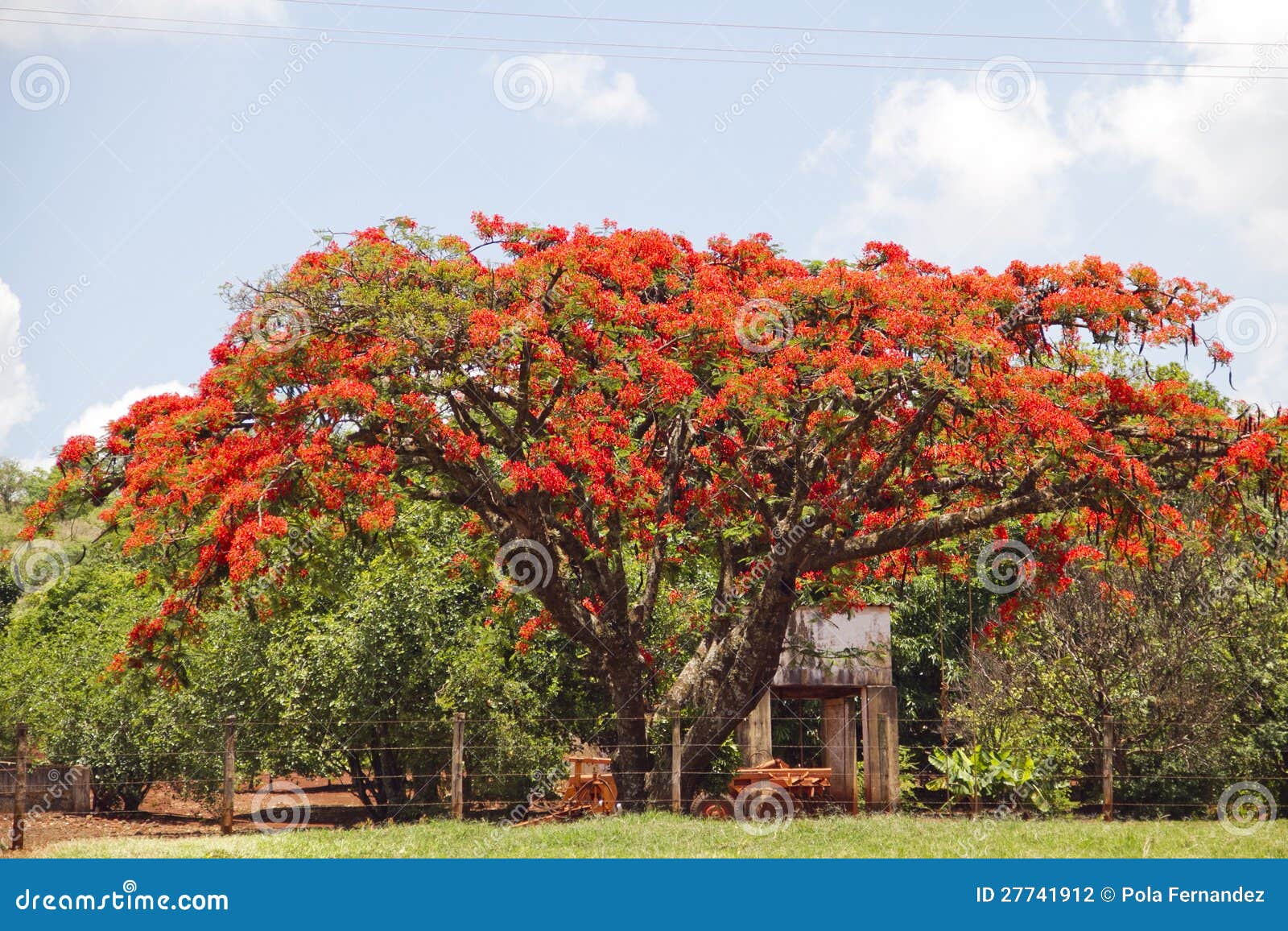 Árbol ostentoso foto de archivo. Imagen de rojo, escarlata - 27741912