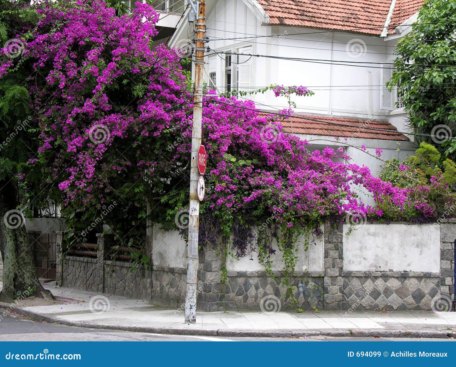 Árbol ostentoso imagen de archivo. Imagen de vivienda, urbano - 694099