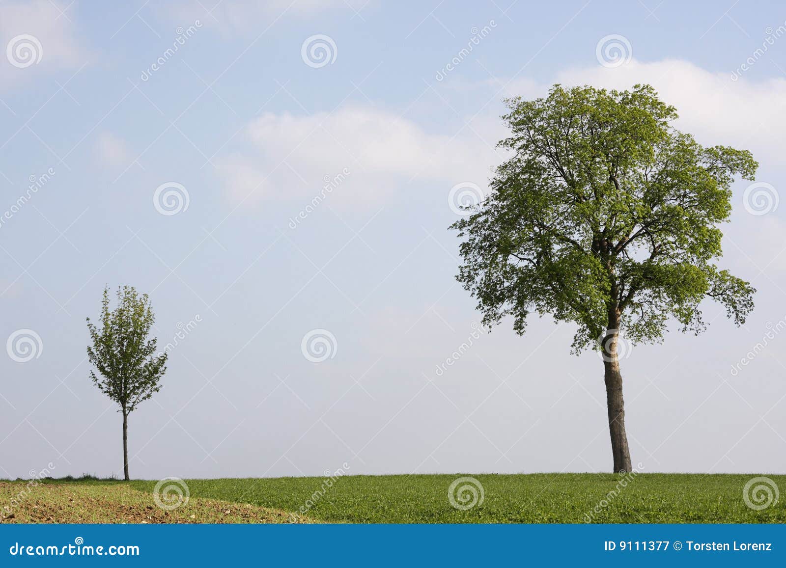 Árbol pequeño y grande imagen de archivo. Imagen de primavera - 9111377