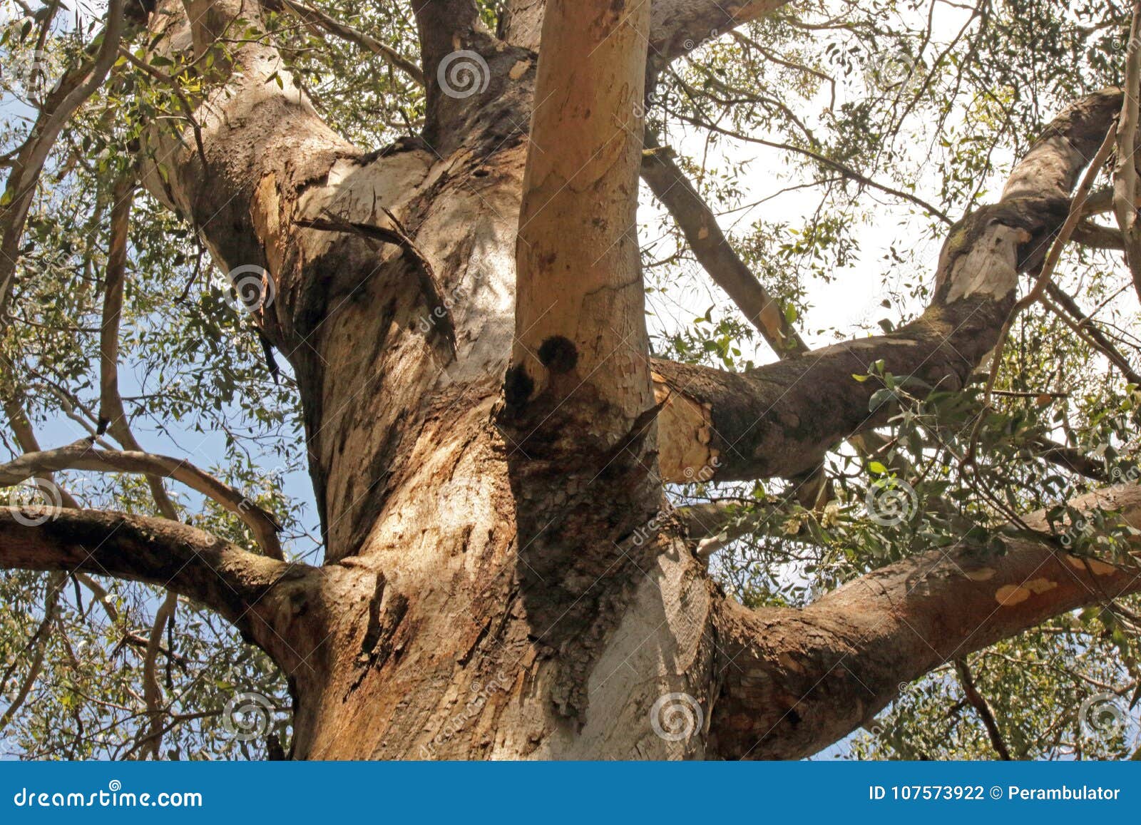 ÁRBOL ROBUSTO CON LAS RAMAS FUERTES Foto de archivo - Imagen de fuerte ...
