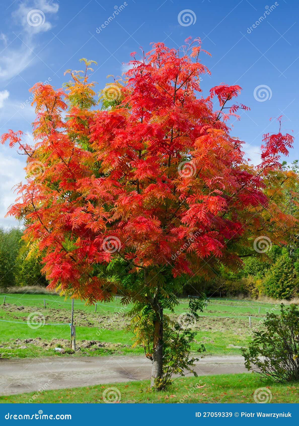 Árbol rojo del acacia imagen de archivo. Imagen de contraste - 27059339