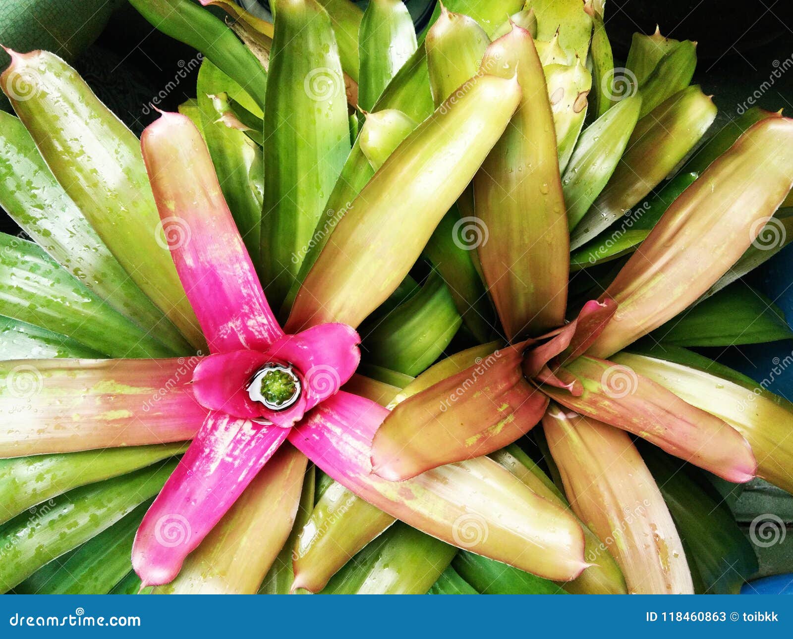 Árbol Rosado De La Bromelia Imagen de archivo - Imagen de urna, verde ...