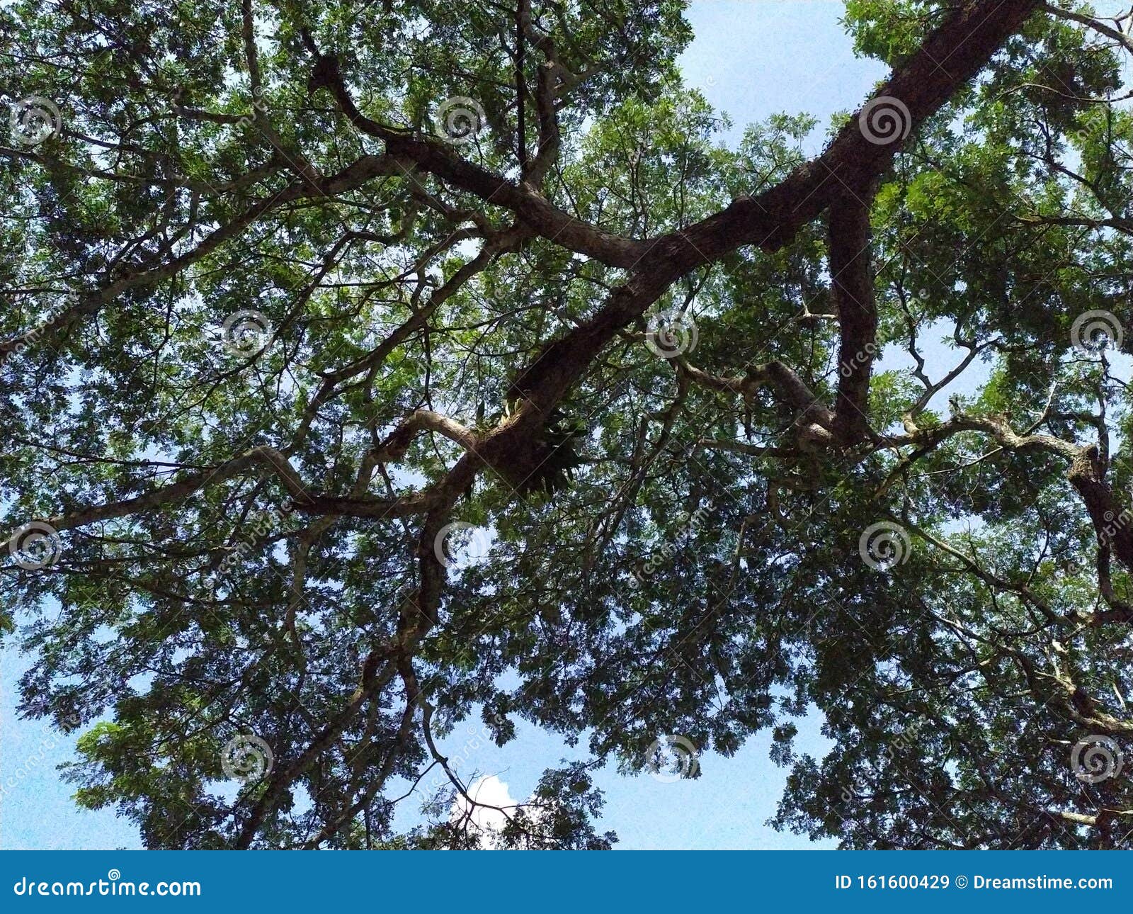 Árbol samo de arriba imagen de archivo. Imagen de cielo - 161600429