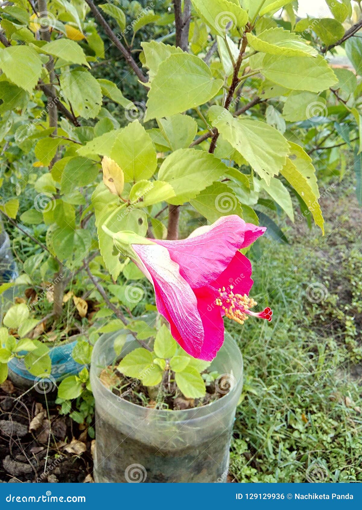 Árbol sangriento foto de archivo. Imagen de sangriento - 129129936