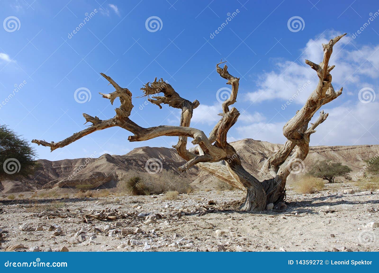 Árbol Seco. Fotografía de archivo - Imagen: 14359272