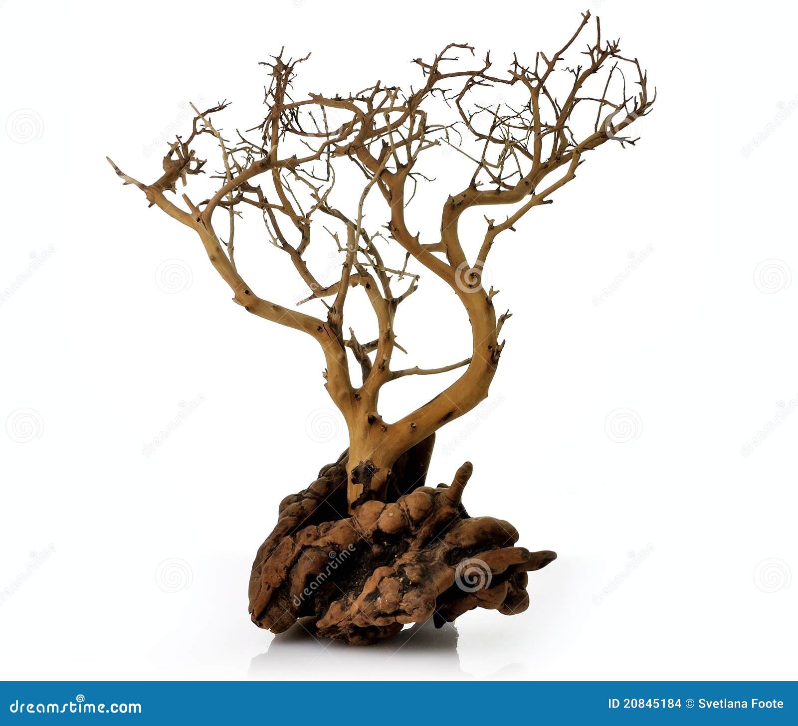 Árbol seco foto de archivo. Imagen de muerte, yesca, curvado - 20845184