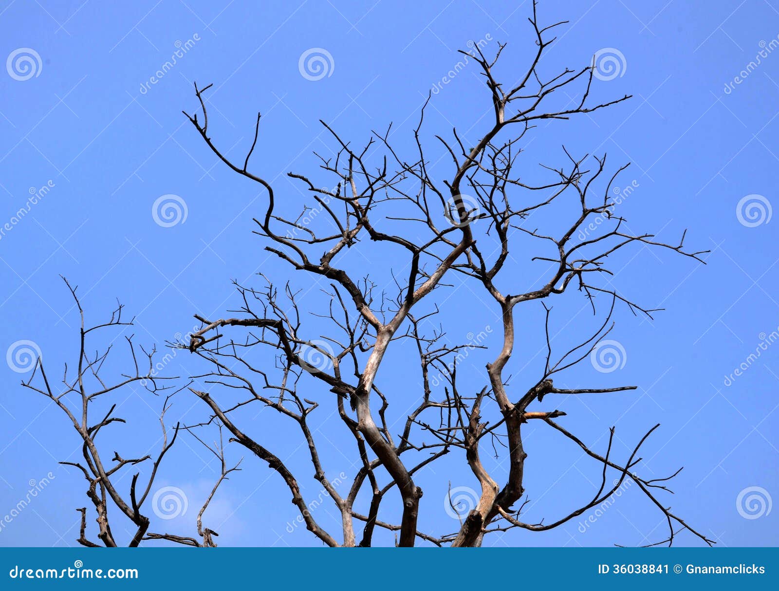 Árbol seco imagen de archivo. Imagen de paisaje, bosque - 36038841