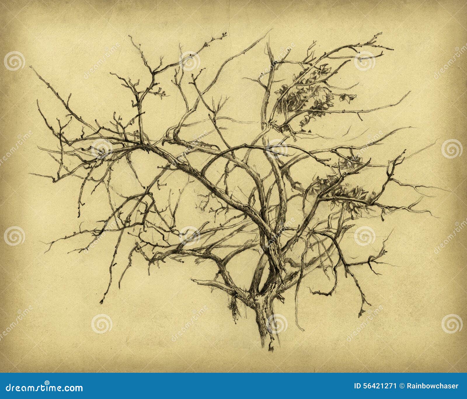 Árbol seco stock de ilustración. Ilustración de seco - 56421271