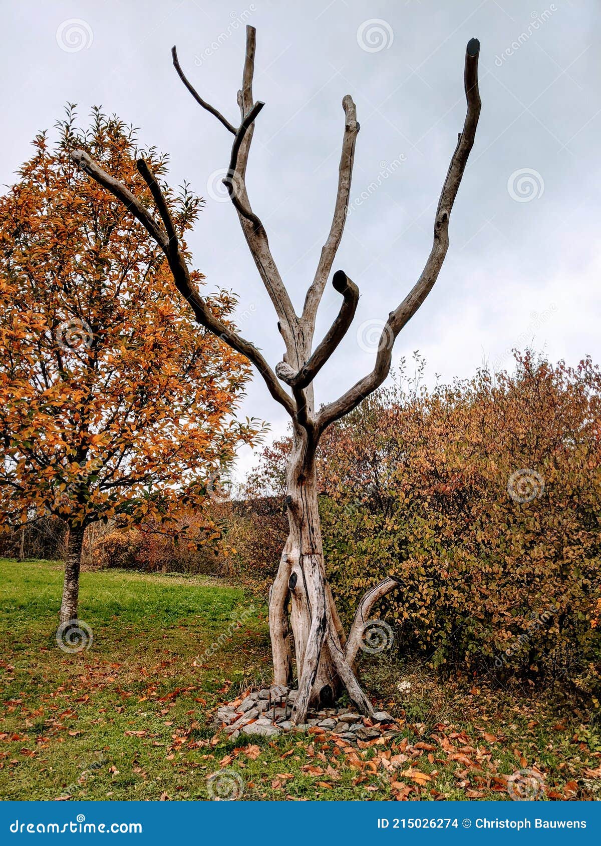 árbol Sin Hojas De Arte De Madera Foto de archivo - Imagen de flor ...