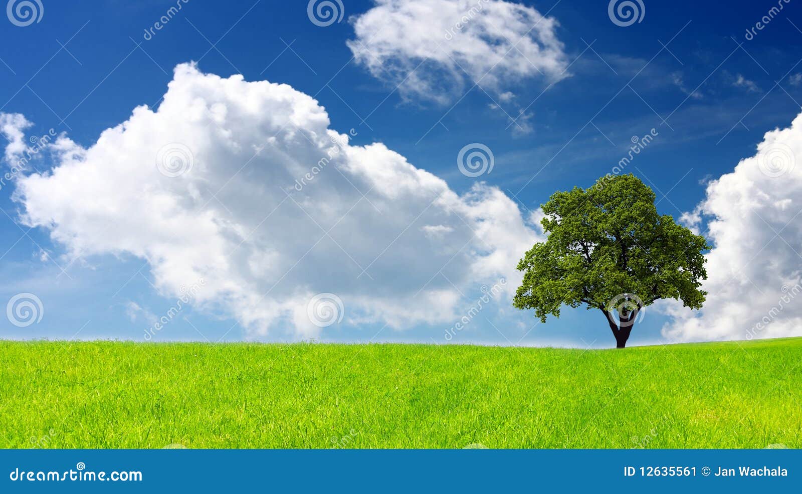 Árbol solo imagen de archivo. Imagen de fondo, horizonte - 12635561