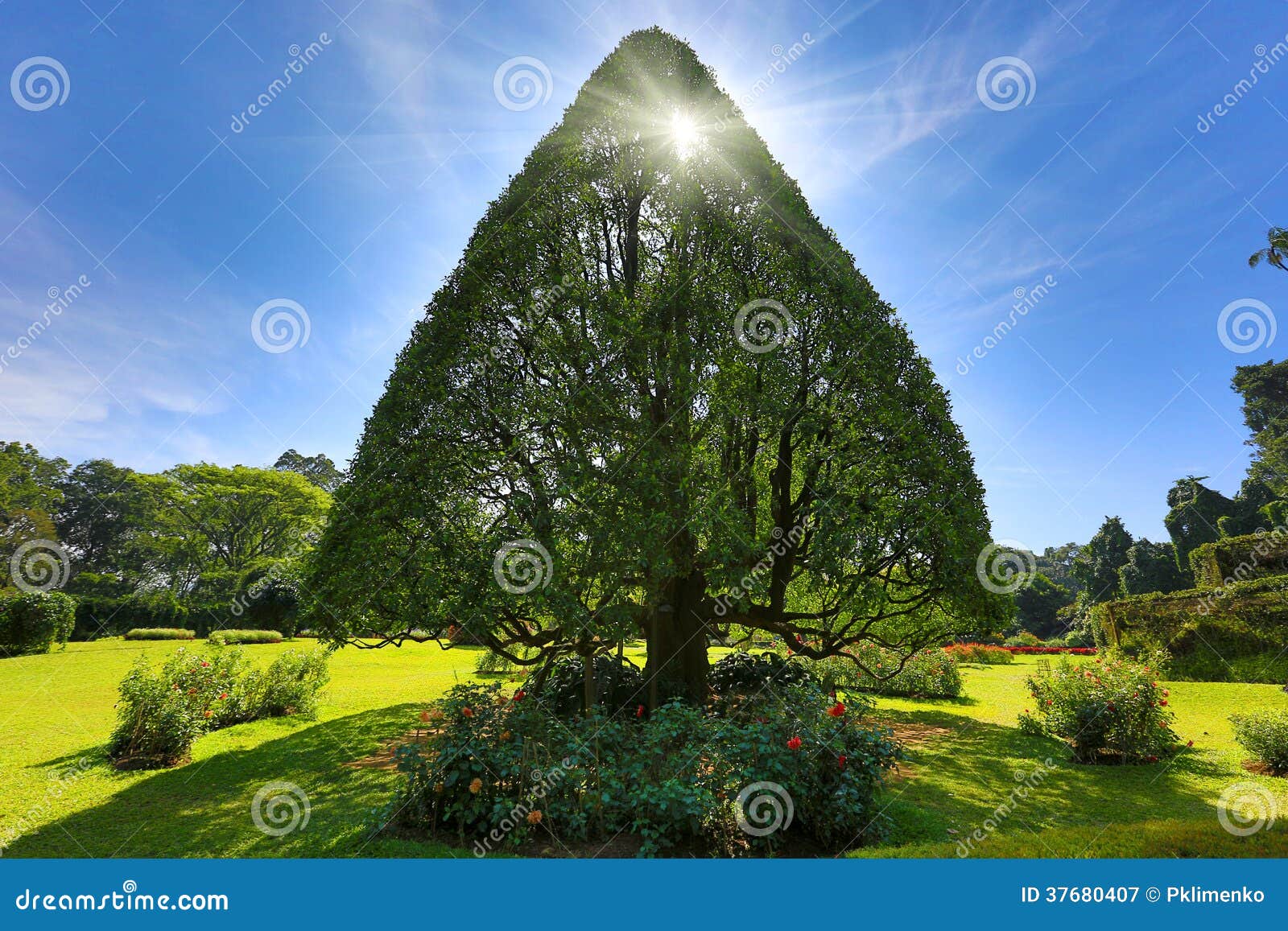 Árbol triangular imagen de archivo. Imagen de parque - 37680407