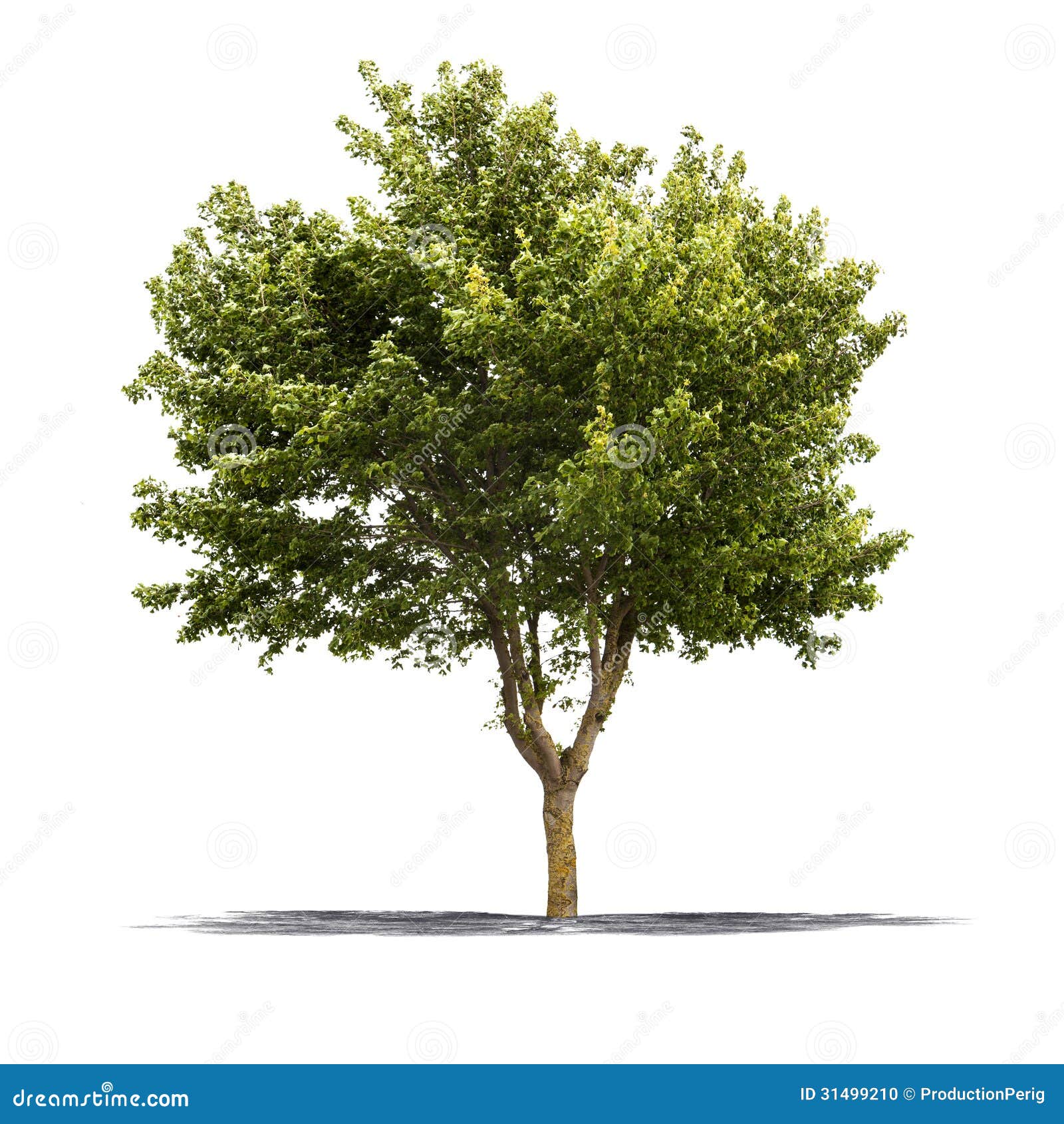 Hd Arbol Fondo Blanco