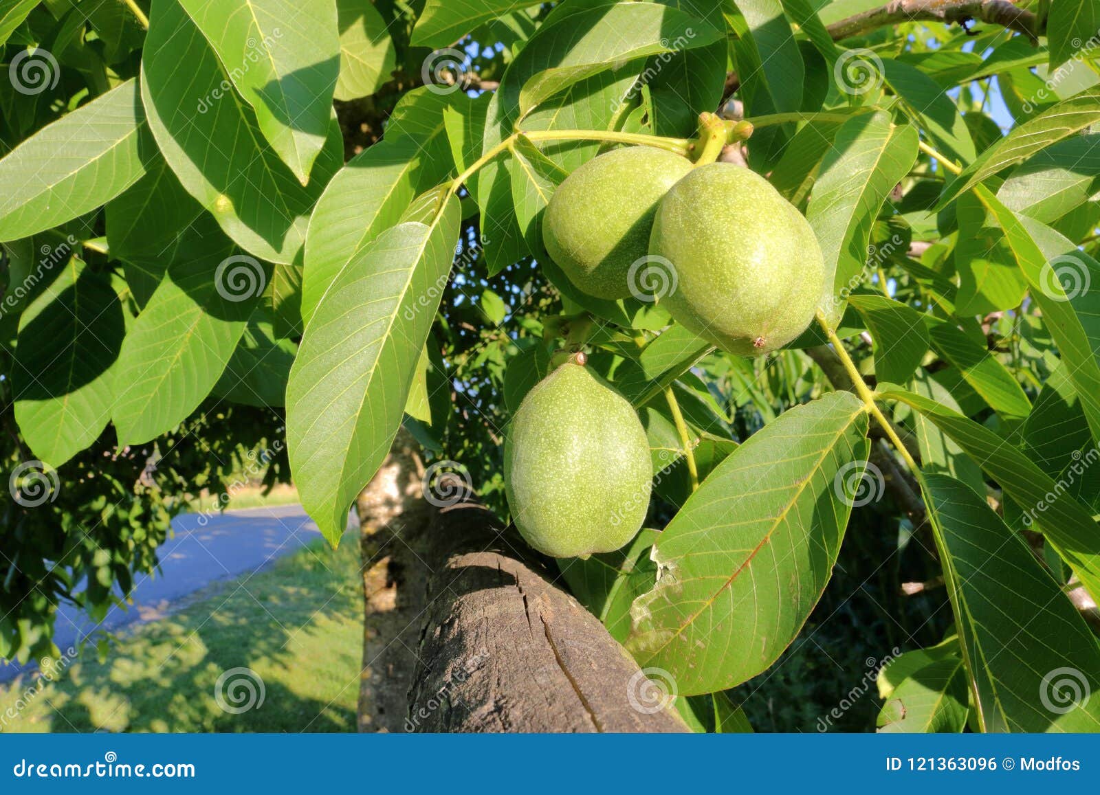 Árbol Y Fruta Persas De Nuez Foto de archivo - Imagen de fruta, persa ...