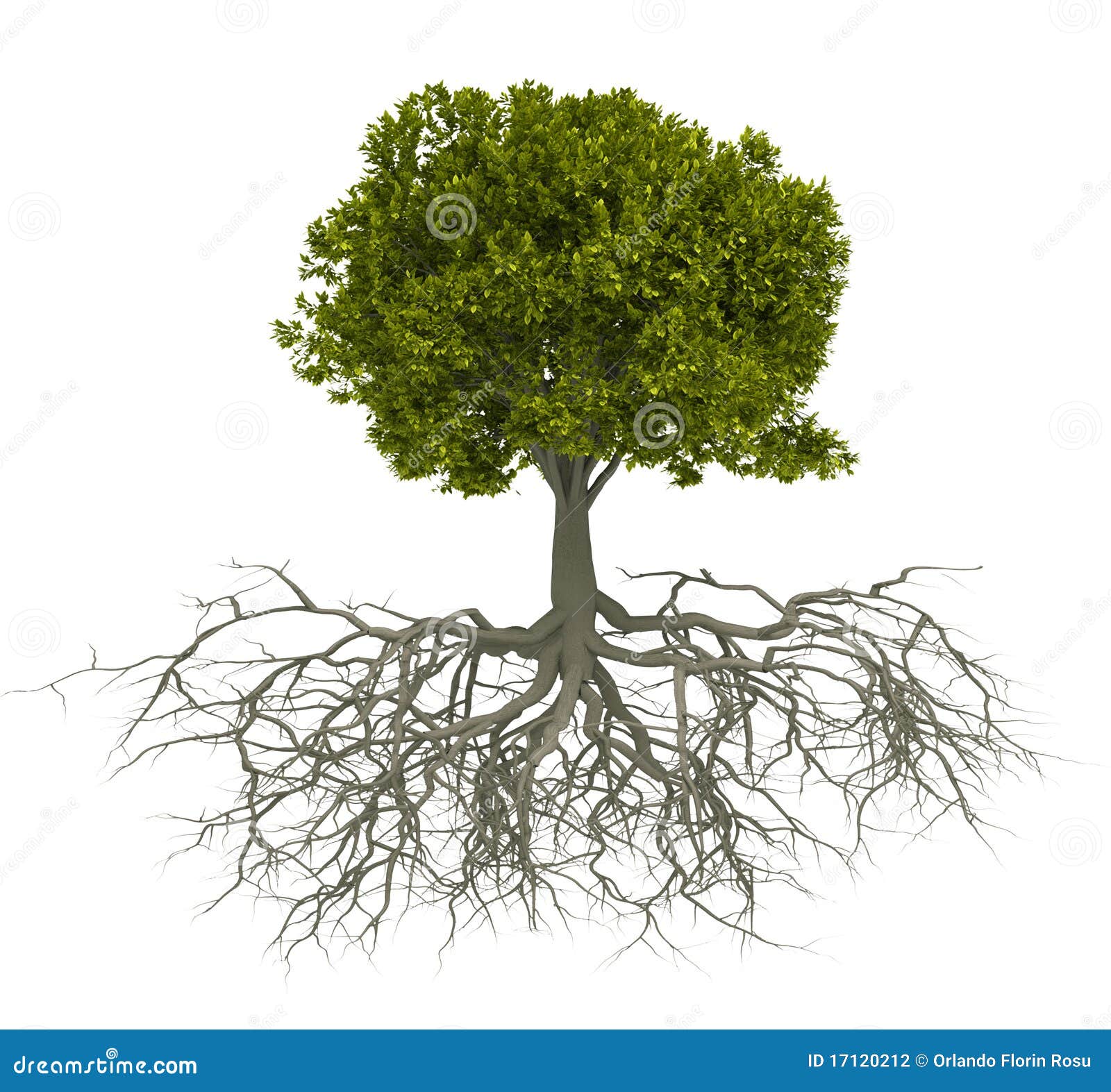 Árbol y raíz stock de ilustración. Ilustración de verde - 17120212