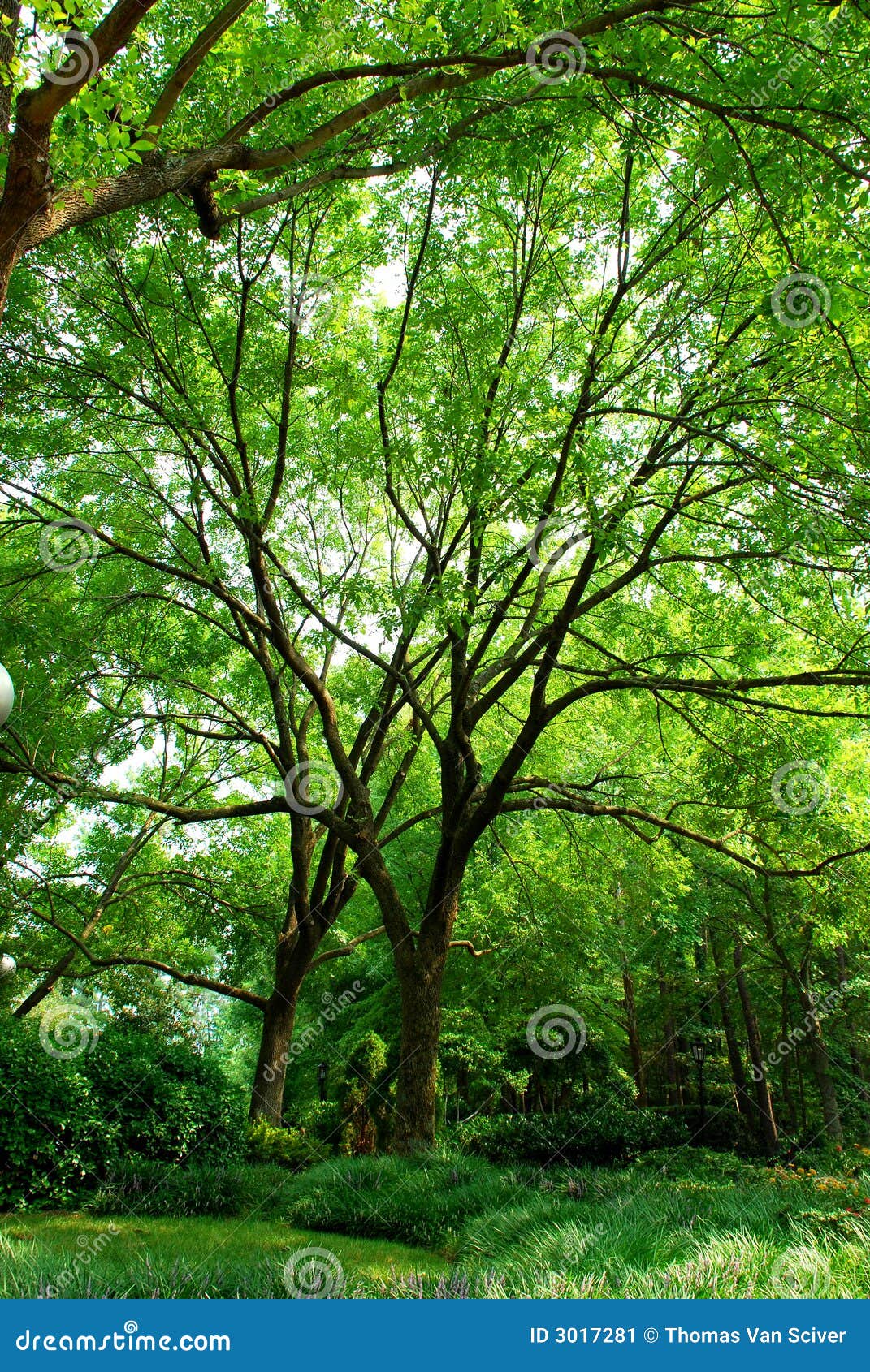 Árboles bonitos imagen de archivo. Imagen de hierba, cortinas - 3017281