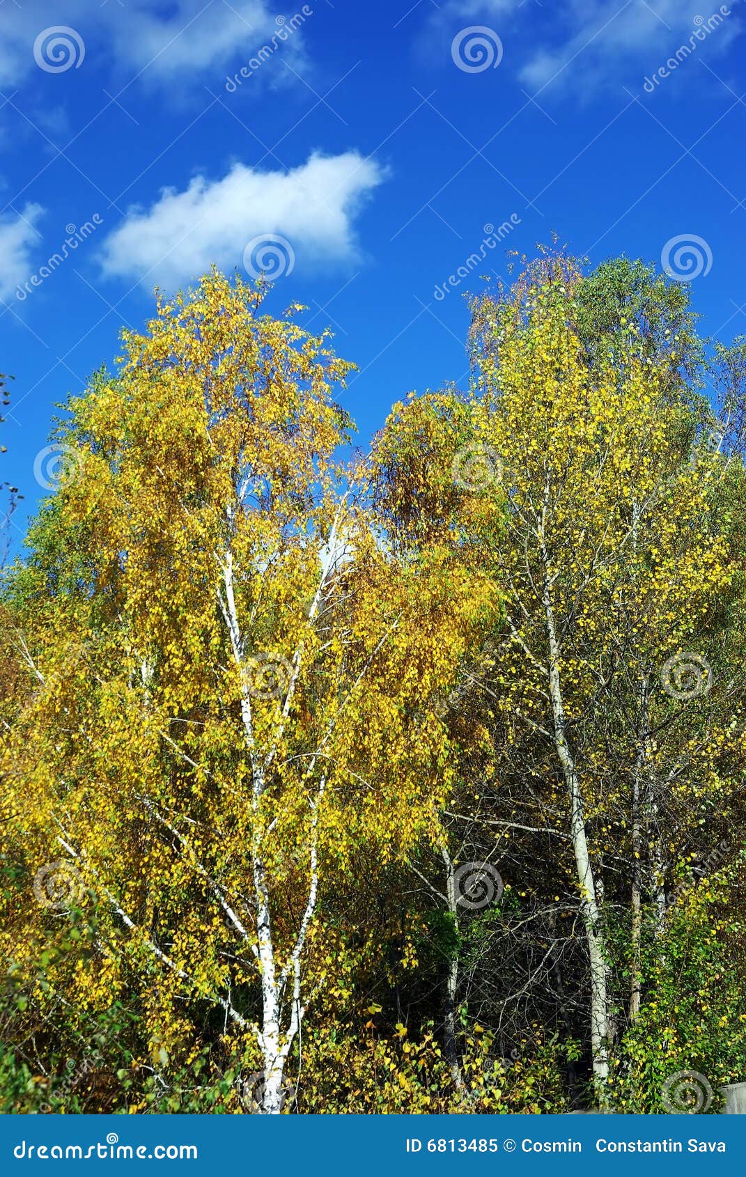 Árboles de abedul imagen de archivo. Imagen de original - 6813485