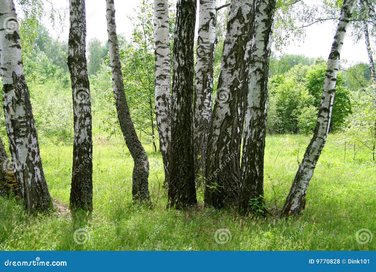 Árboles de abedul foto de archivo. Imagen de belleza, abedul - 9770828