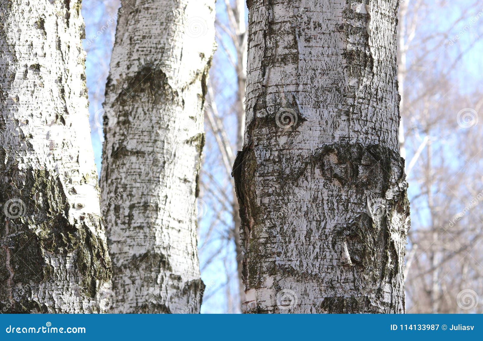 Árboles De Abedul En Bosque Imagen de archivo - Imagen de extracto ...
