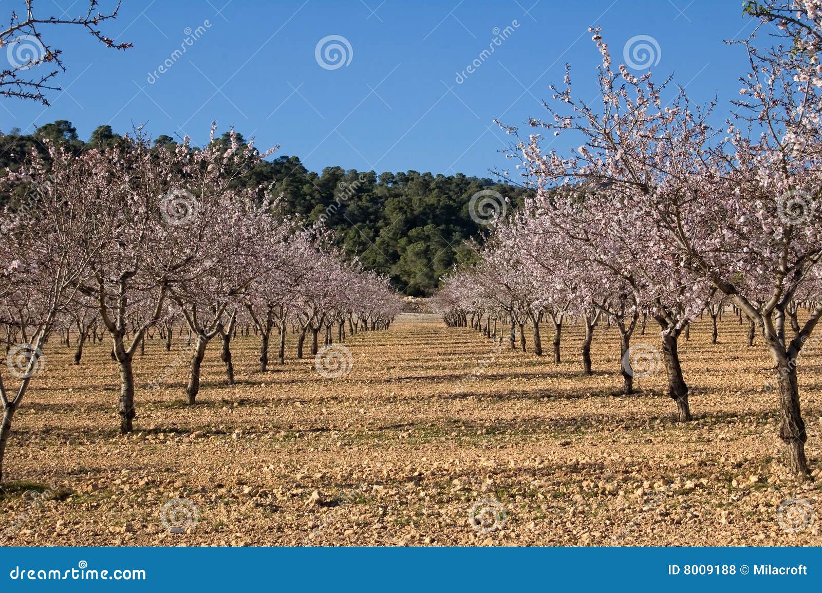 Árboles De Almendra En Flor Foto de archivo - Imagen de floral, tierra ...