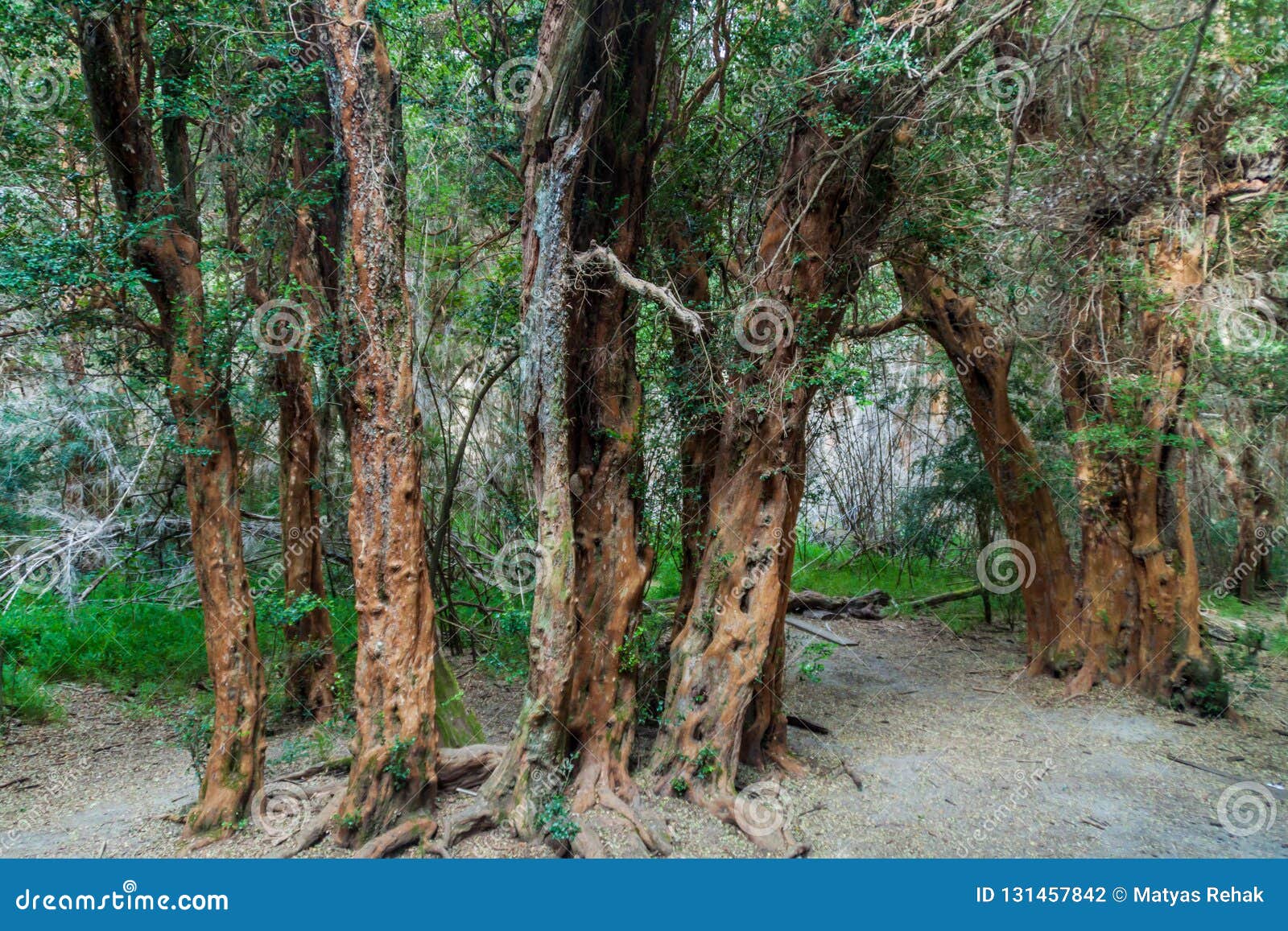 Árboles de Arrayan foto de archivo. Imagen de hermoso - 131457842