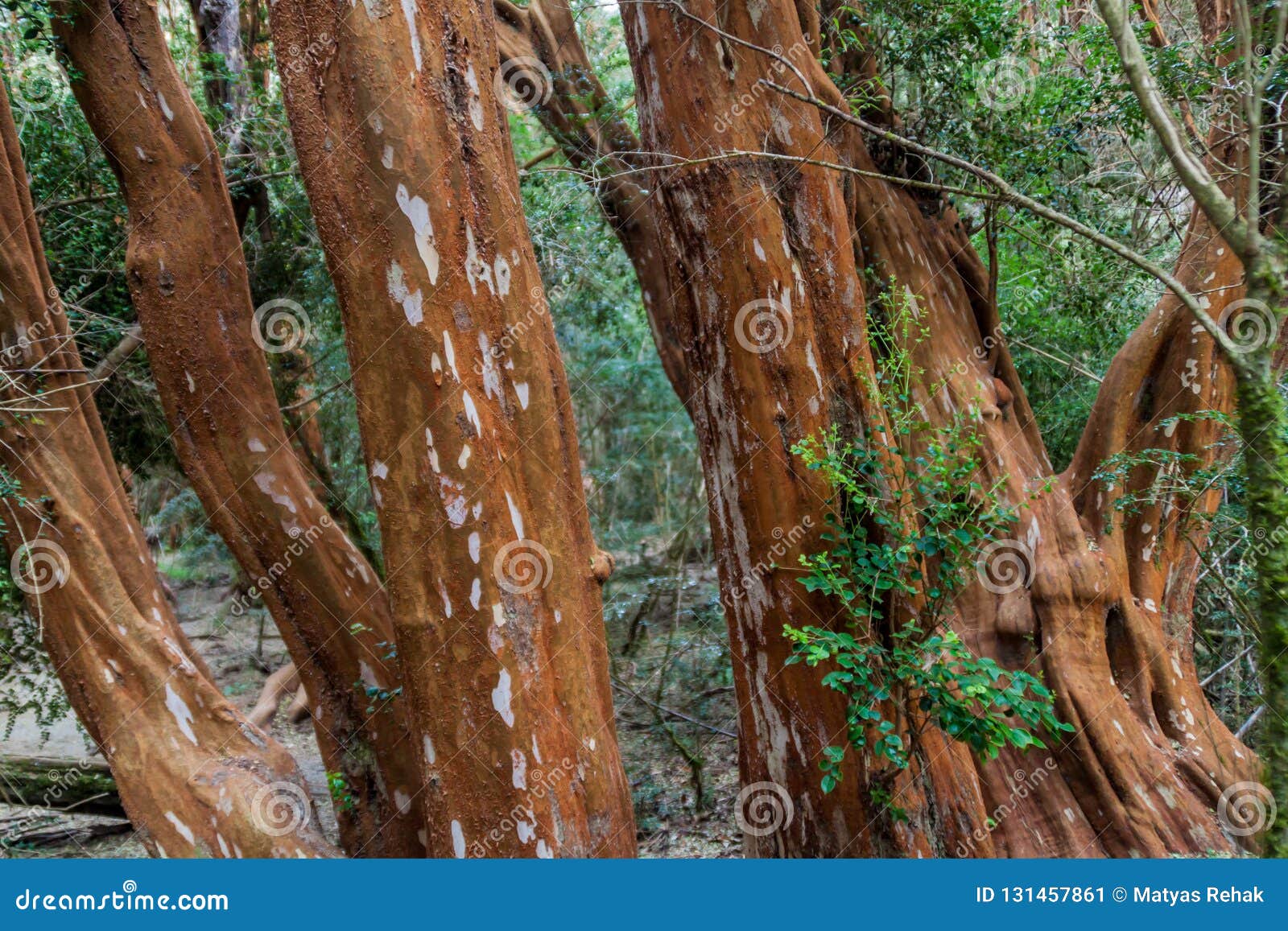 Árboles de Arrayan imagen de archivo. Imagen de madera - 131457861