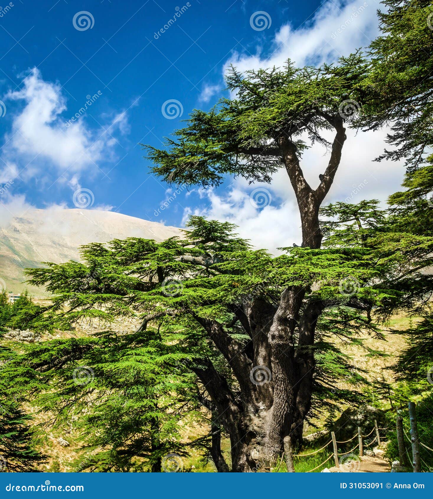 Árboles de cedro imagen de archivo. Imagen de parque - 31053091