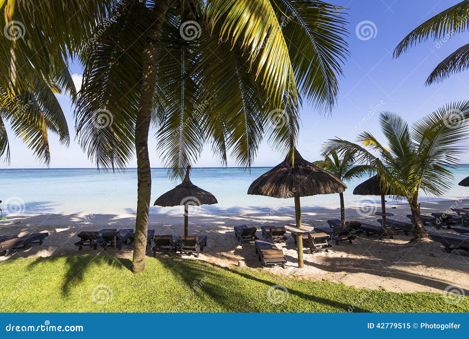 Árboles De Coco En La Isla De Mauricio Imagen de archivo - Imagen de ...