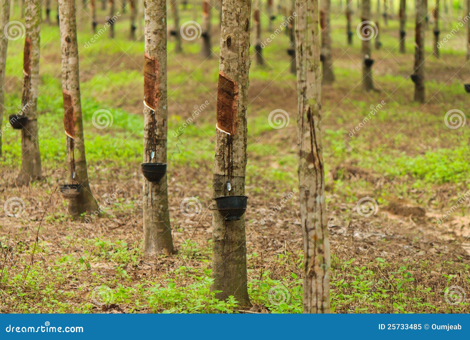 Árboles de goma imagen de archivo. Imagen de recoja, gota - 25733485