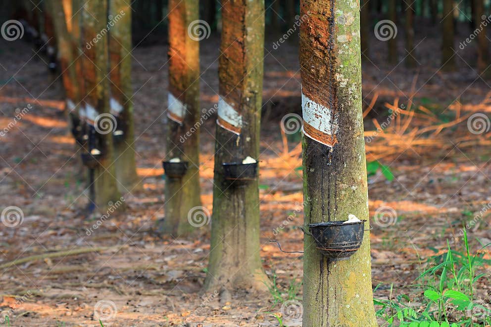 Árboles de goma imagen de archivo. Imagen de goma, reserva - 27065545