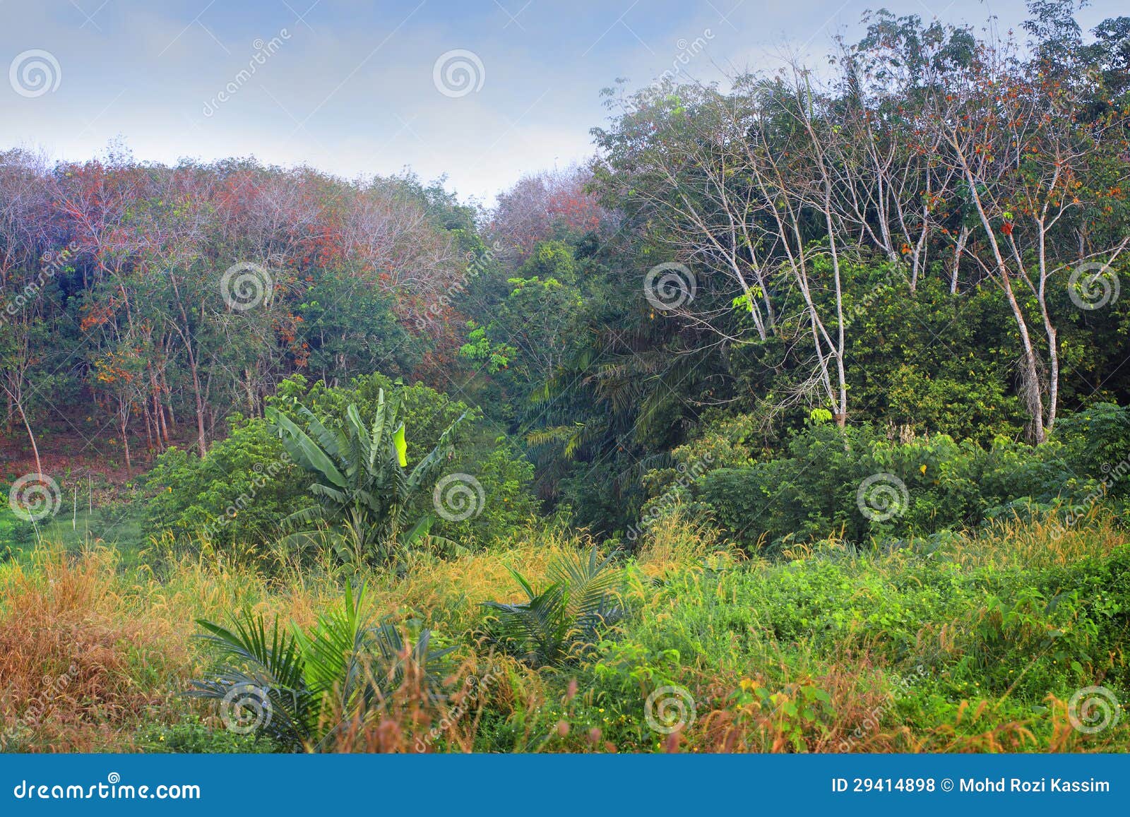 Árboles de goma foto de archivo. Imagen de sunlight, paisaje - 29414898