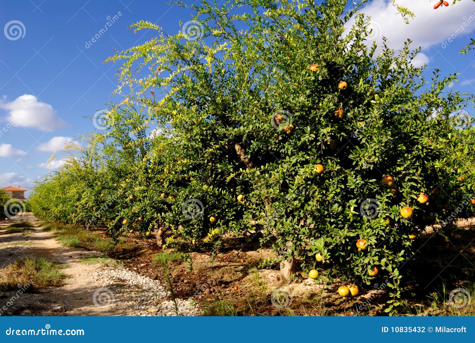 Árboles De Granada Con Las Frutas Foto de archivo - Imagen de cultive ...