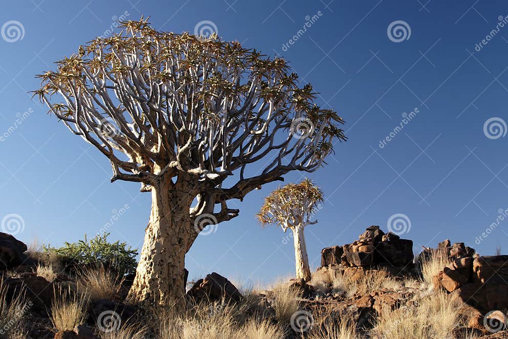 Árboles de la aljaba imagen de archivo. Imagen de desierto - 6849933