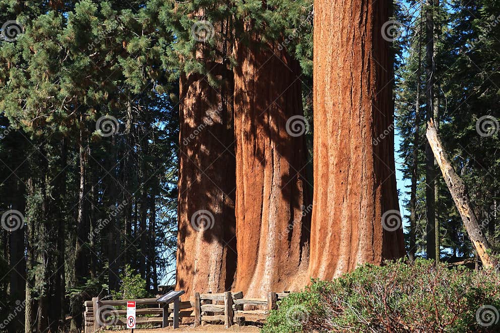 Árboles de la secoya foto de archivo. Imagen de foto - 17904472