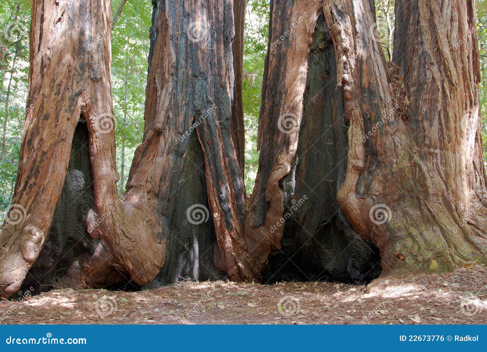 Árboles de la secoya foto de archivo. Imagen de exterior - 22673776