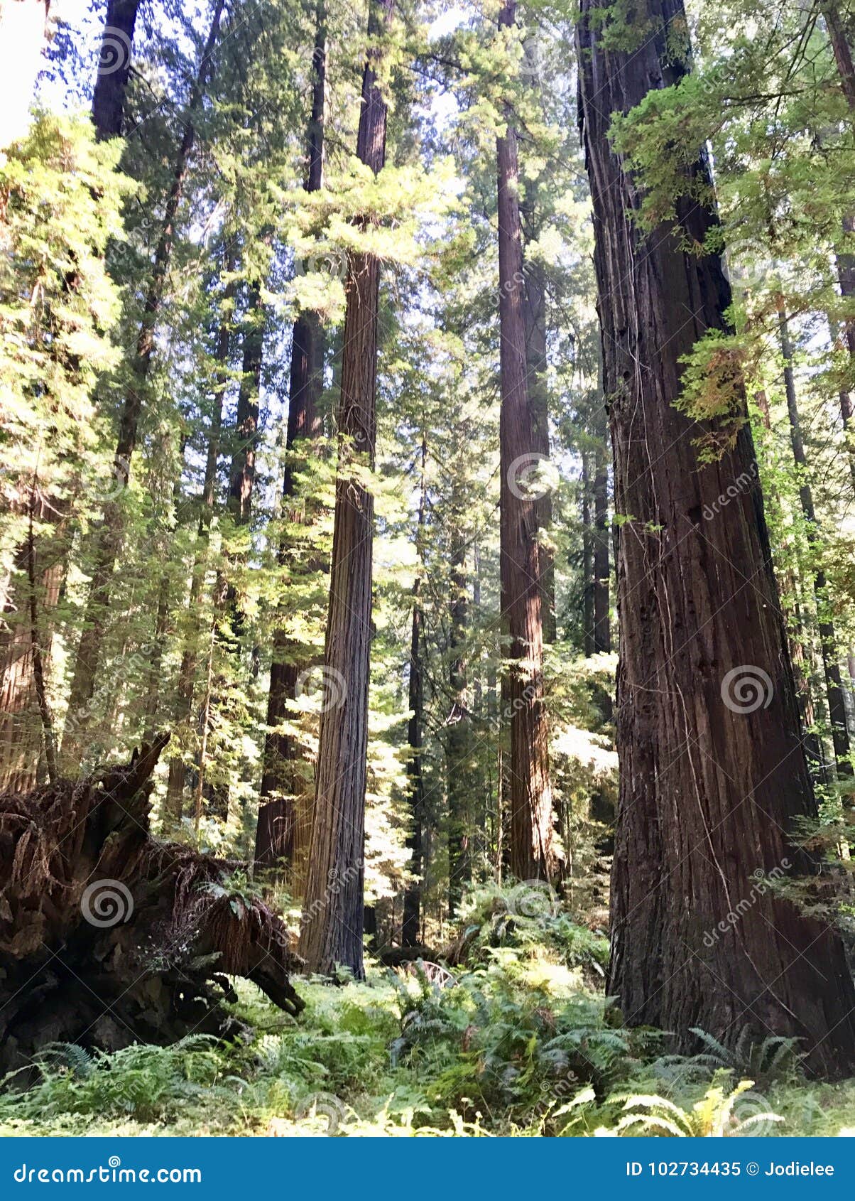 Árboles De La Secoya En Bosque Imagen de archivo - Imagen de secoya ...