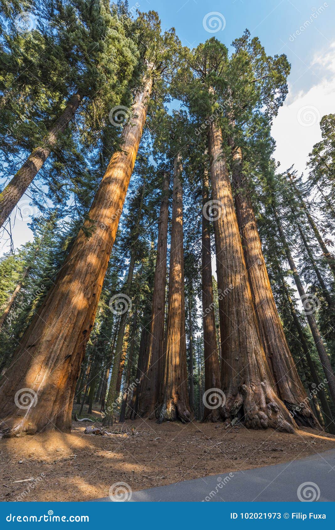 Árboles De La Secoya Gigante Imagen de archivo - Imagen de tronco, rojo ...