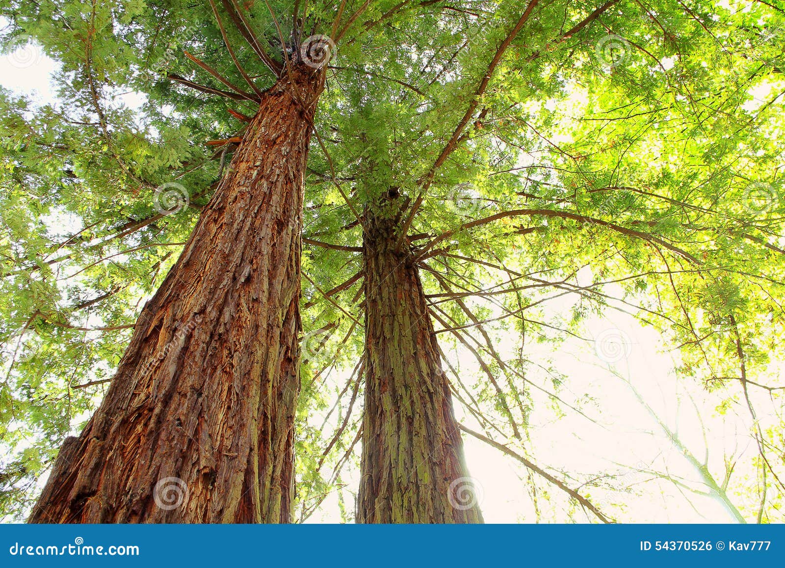 Árboles De La Secoya Gigante Foto de archivo - Imagen de secoyas, viejo ...