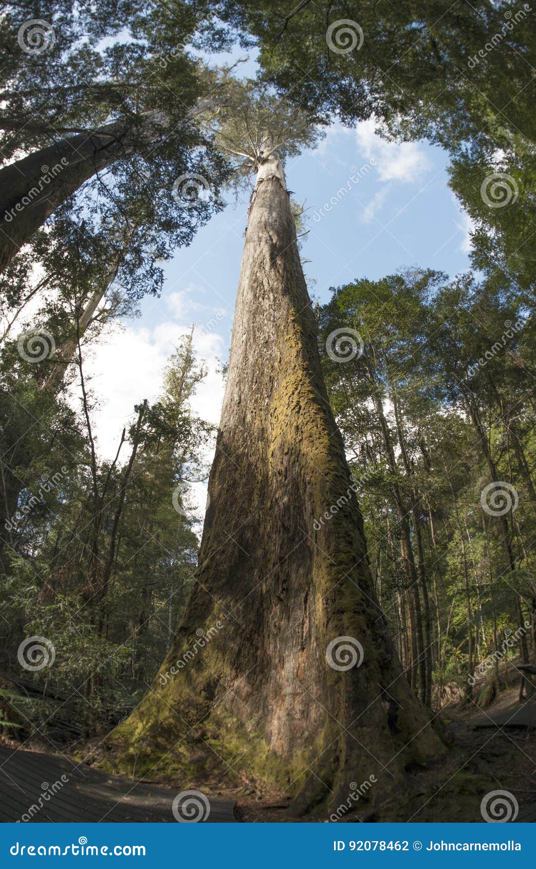 Árboles De Madera Dura Gigantes Foto de archivo - Imagen de gigante ...