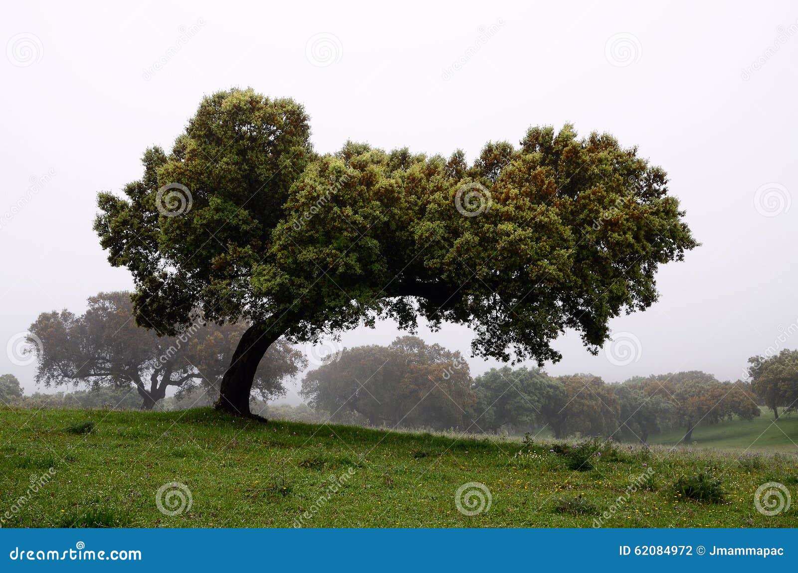 Árboles De Robles De Encina - Horizontales Foto de archivo - Imagen de ...