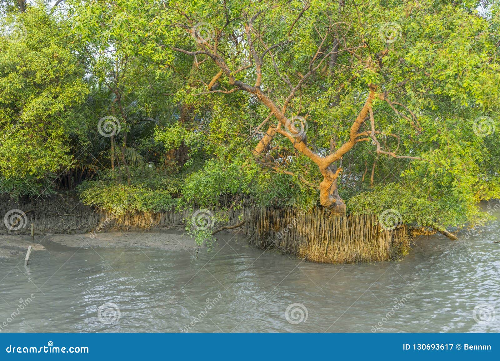 Árboles Del Mangle a Lo Largo Del Río Imagen de archivo - Imagen de ...