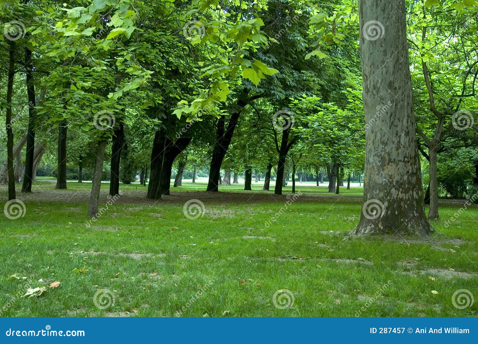 Árboles en el parque 1 imagen de archivo. Imagen de juego - 287457