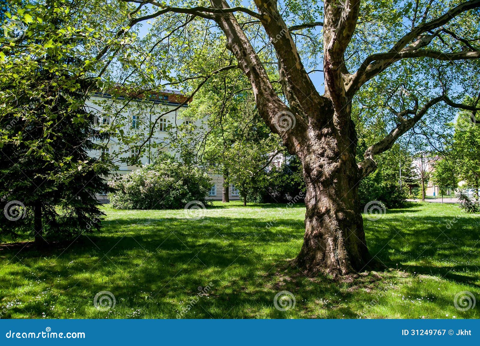 Árboles en parque imagen de archivo. Imagen de rural - 31249767