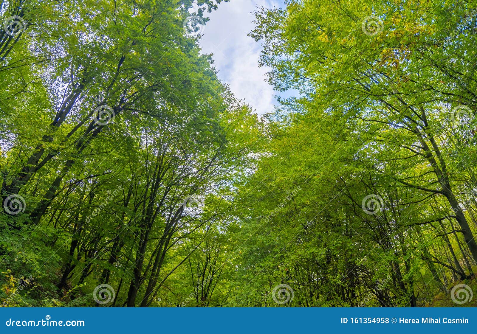 árboles en un bosque verde foto de archivo. Imagen de bosques - 161354958
