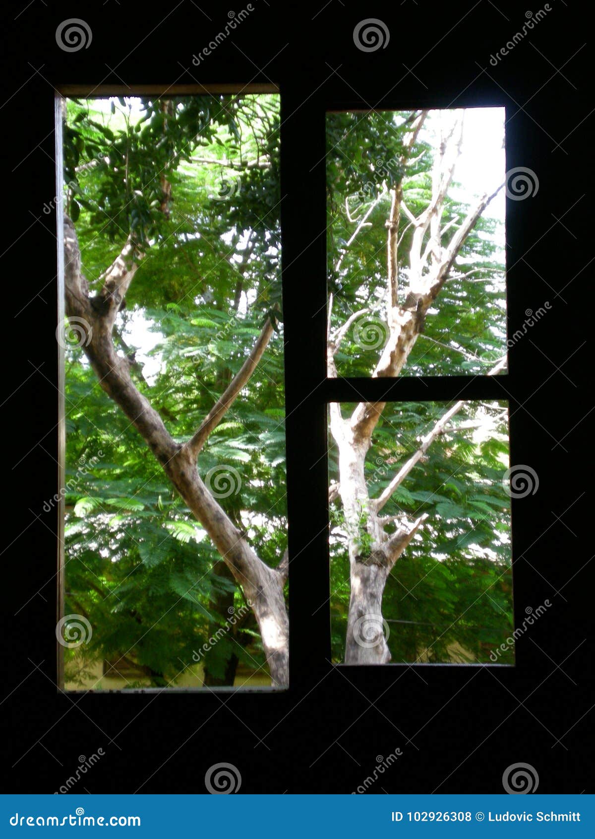 Árboles en ventanas foto de archivo. Imagen de mali - 102926308