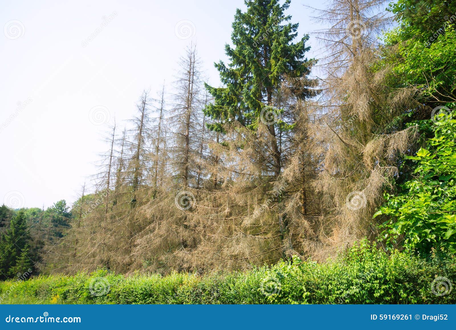 Árboles Enfermos En Un Bosque Sano Imagen de archivo - Imagen de bosque ...