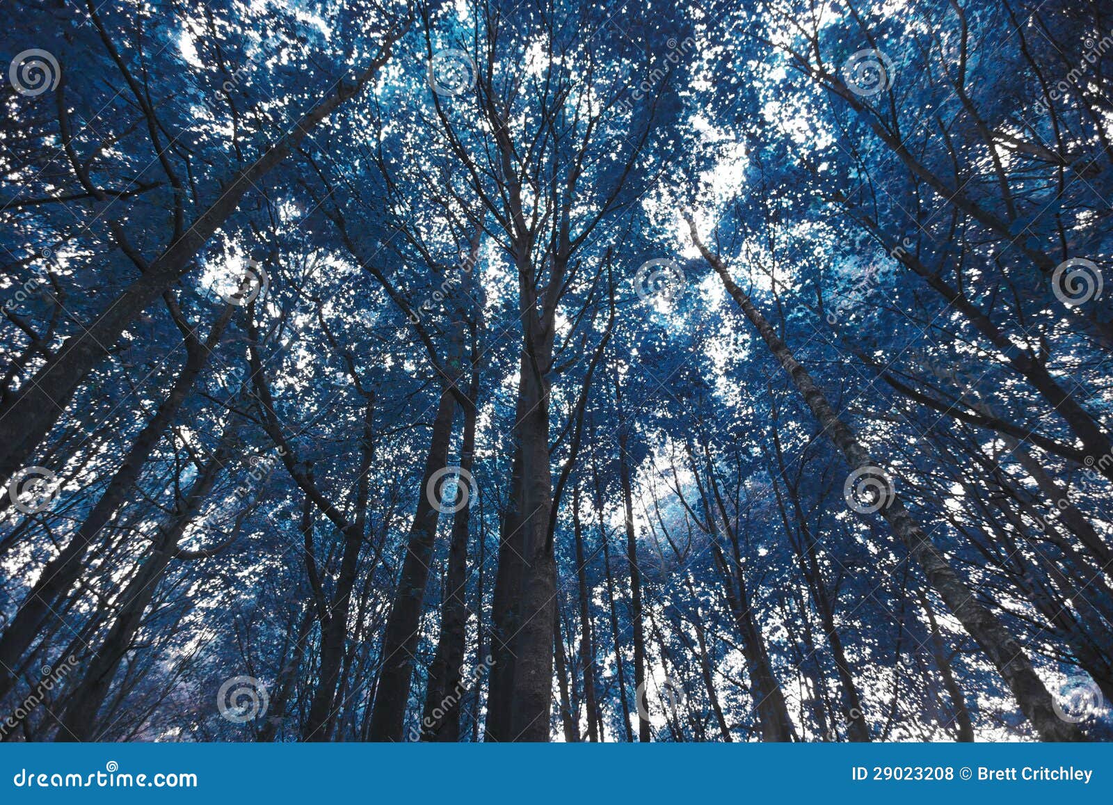 Árboles forestales azules foto de archivo. Imagen de maderas - 29023208