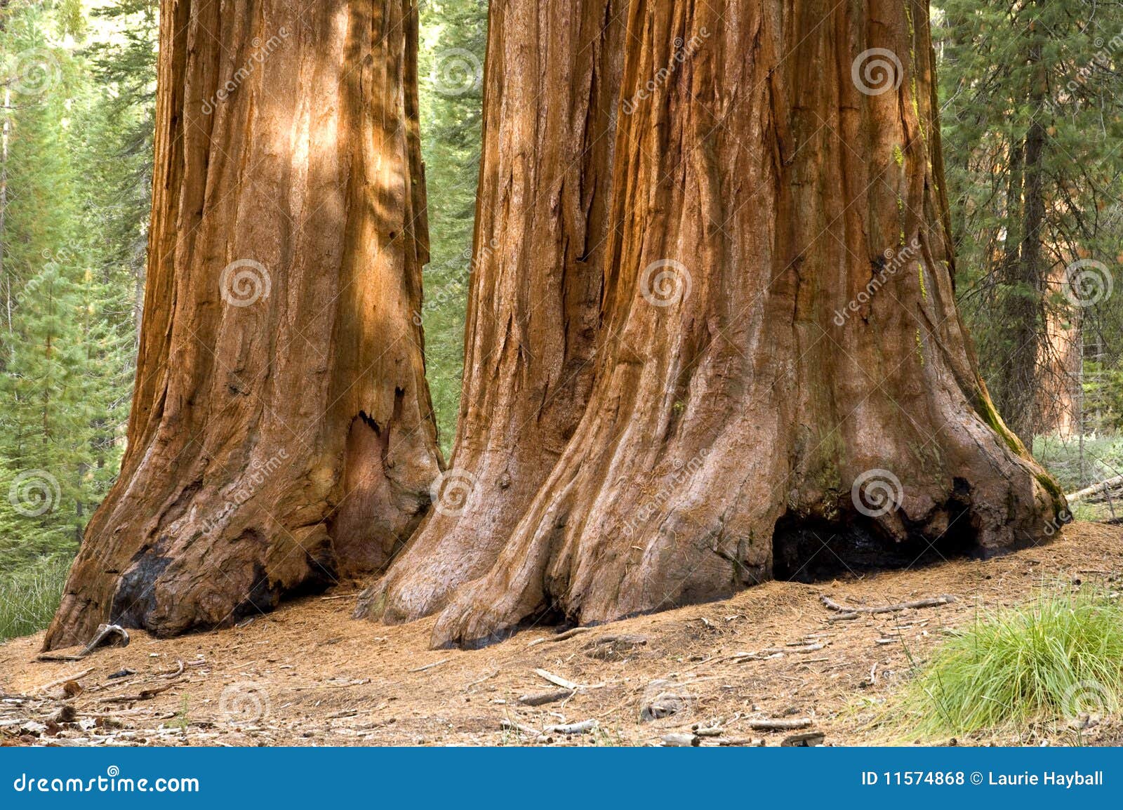 Árboles Gigantes De La Secoya Foto de archivo - Imagen de senderismo ...