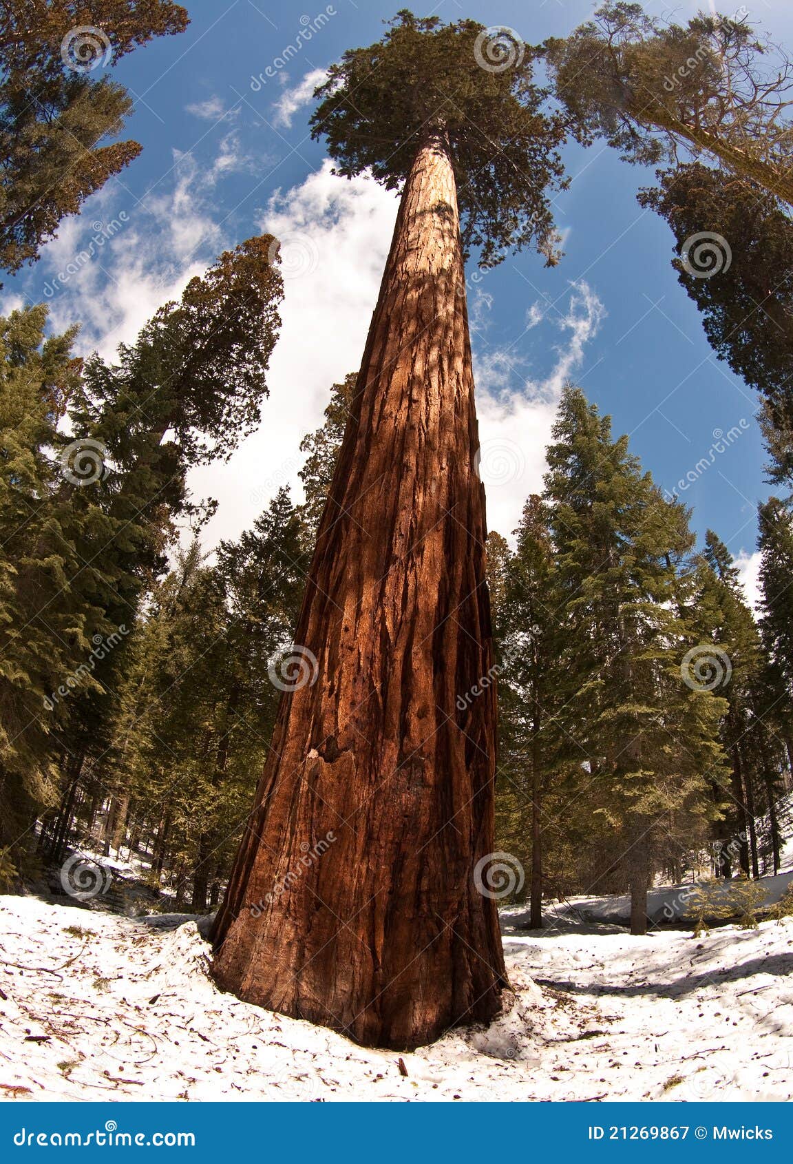 Árboles Gigantes De La Secoya Imagen de archivo - Imagen de yosemite ...