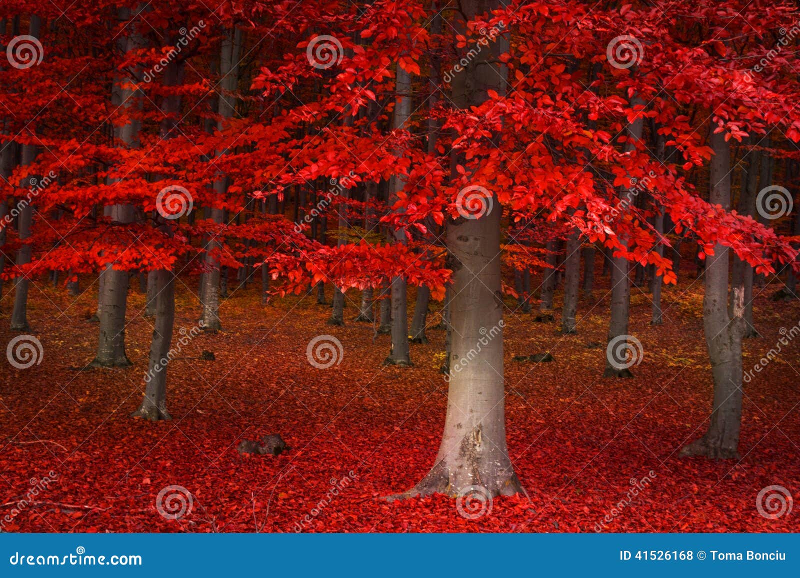 Árboles rojos en el bosque foto de archivo. Imagen de noche - 41526168